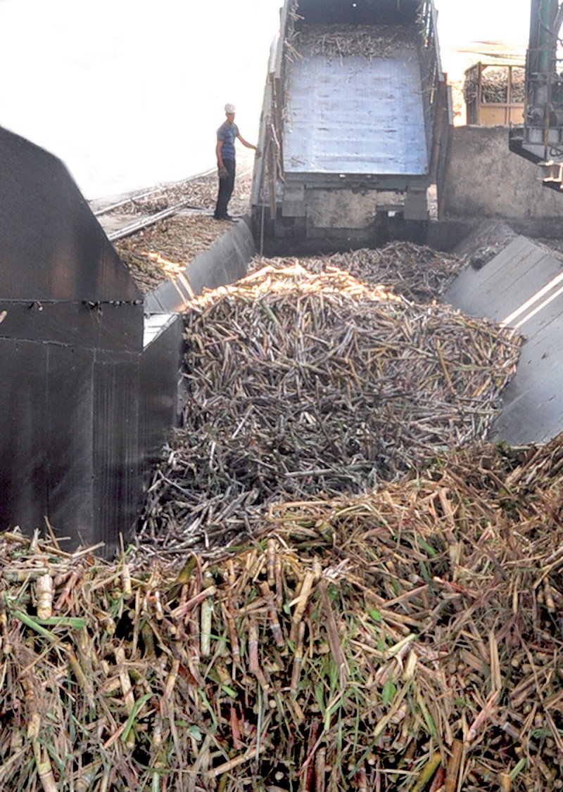 Producción de azúcar: urge el despegue • Trabajadores