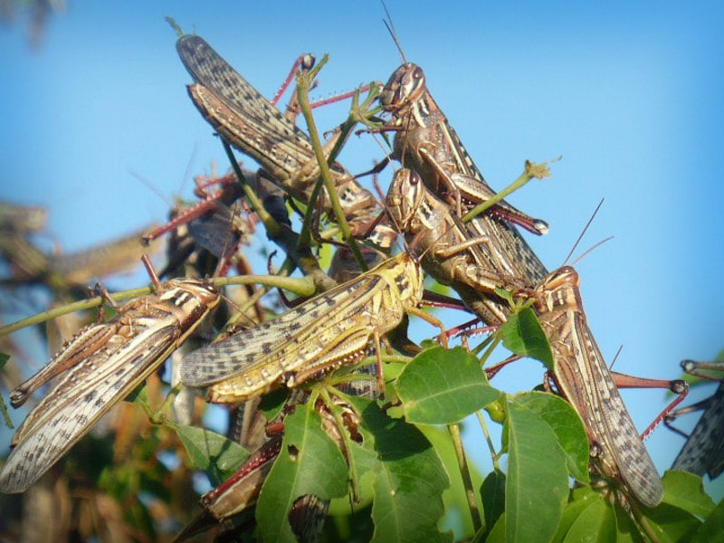 África: Voraz plaga de langostas alcanza potencial destructivo sin ...
