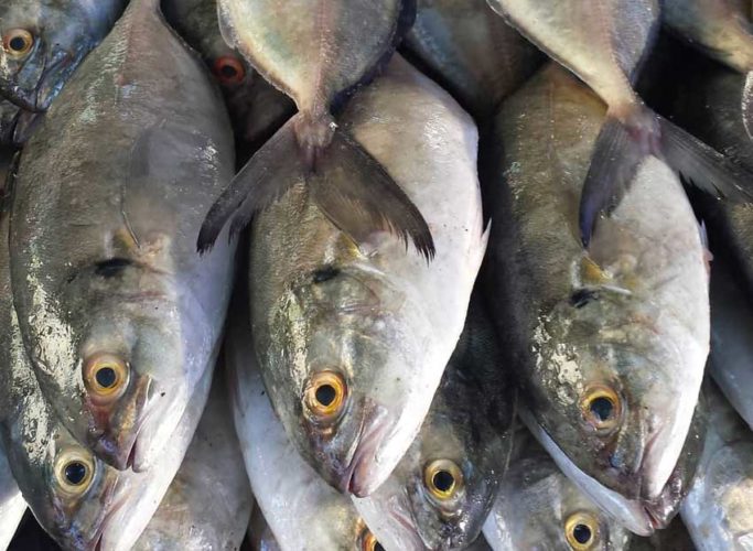 Empresa Pescatun prevé brindar mayores ofertas de pescado • Trabajadores
