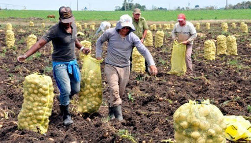 Cosechas con manos jóvenes • Trabajadores