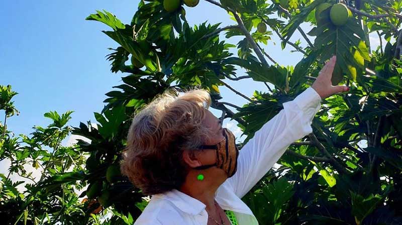 Variedad de la fruta del pan con loables resultados en Isla de la ...