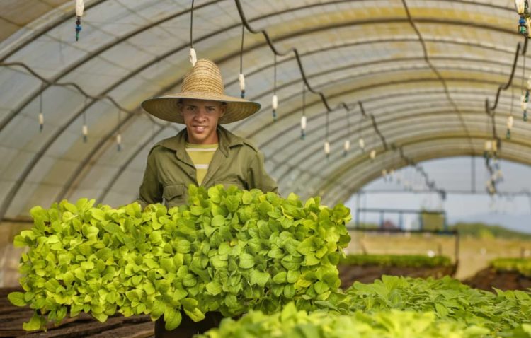 Inicia mañana siembra de tabaco en el país • Trabajadores