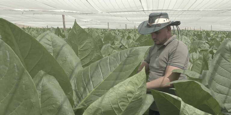 Renace en su cuna el mejor tabaco • Trabajadores