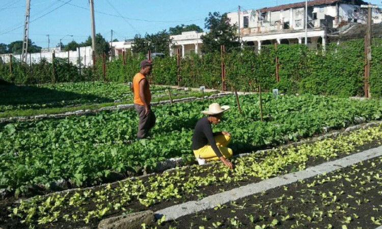 Las UBPC son más realistas • Trabajadores