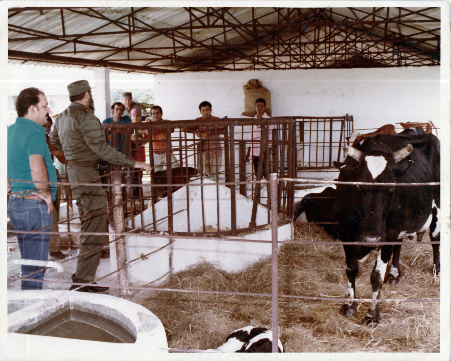 La vaca Ubre Blanca, campeona de Cuba • Trabajadores