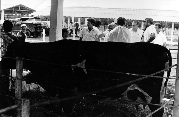 La vaca Ubre Blanca, campeona de Cuba • Trabajadores