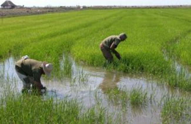 Río Cauto en la vanguardia para celebrar el Primero de enero • Trabajadores