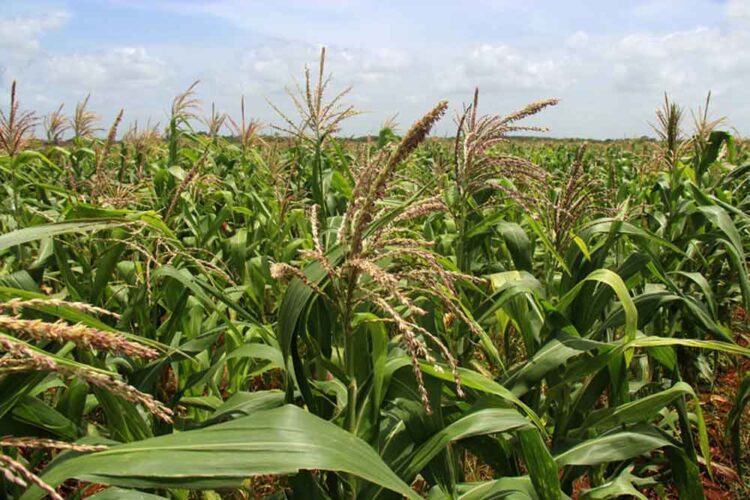 Avance en desarrollo de simiente para estrategia de soberanía ...